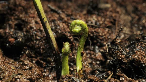 Timelapse footage of bungwall fern fronds (Blechnum indicum) unfurling ...