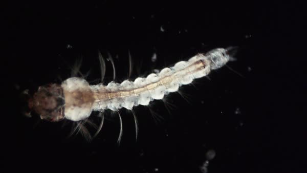 Light microscopy footage of the aquatic larva of the mosquito Anopheles ...