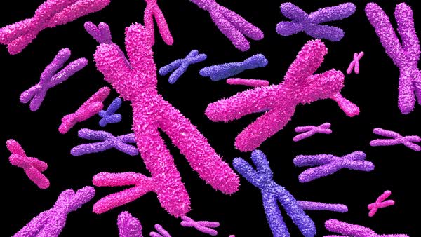 Animation of human chromosomes. - HD Rights-managed Stock Video Footage ...