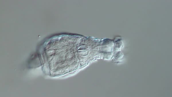 Paramecium bursaria. Light microscope footage of Paramecium bursaria ...