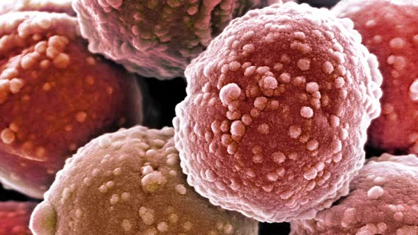 Staphylococcus bacteria, Animated coloured scanning electron micrograph ...