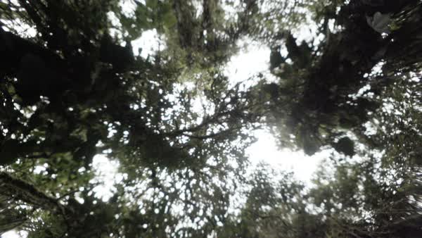 Looking up at the canopy of rainforest trees, with insects flying ...