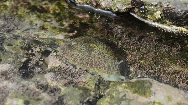 Sea hare (Aplysiomorpha sp.) underwater on Piqueros Beach, Ecuador ...