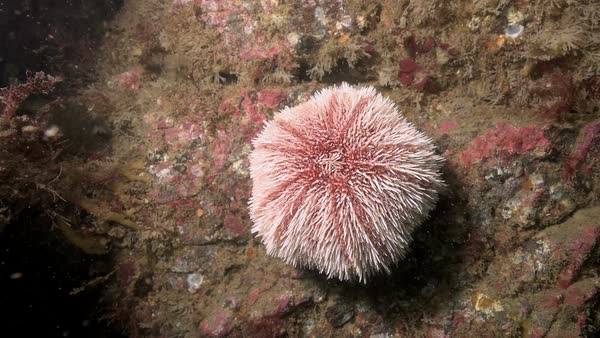 Sea urchin (Echinus sp.) underwater. Martins Haven, Wales, UK. - HD ...