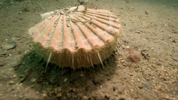 King scallop (Pecten maximus) underwater and turning to swim off over ...