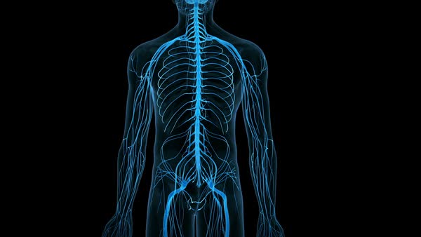 Human nervous system and brain, animation. - HD Royalty-free Stock ...