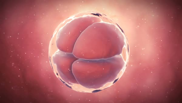 Early human embryo, animation. At this stage the fertilised egg, or ...