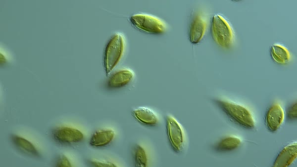 Golden algae. Animated polarised light micrograph of a colony of ...