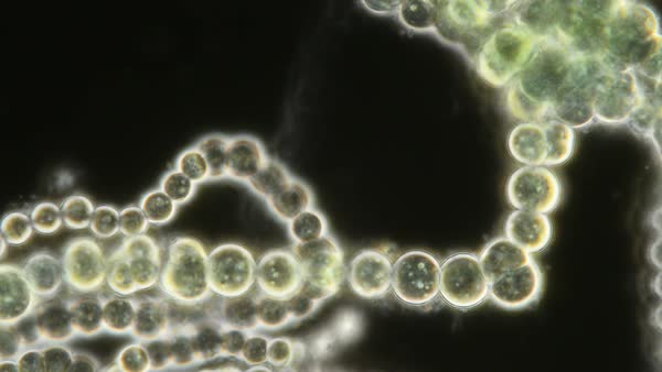 Branched filaments of Fischerella musicola, a type of cyanobacteria or ...