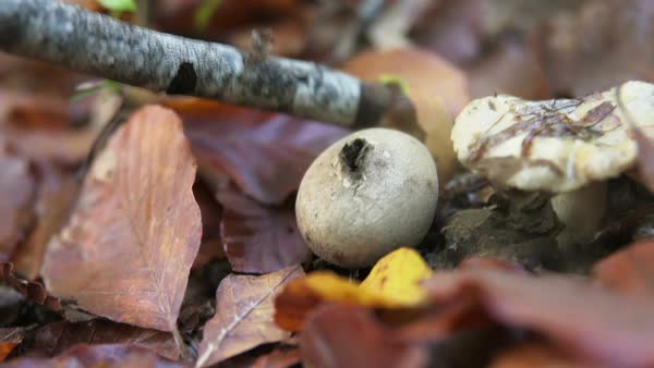 Releasing the spores from the fruitbody (gasterothecium) of the ...