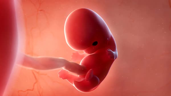 8 week old human fetus attached to the placenta by the umbilical cord ...