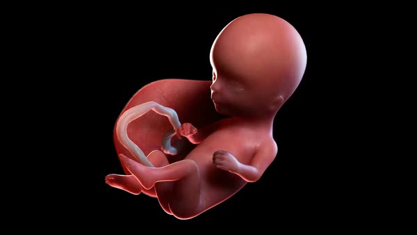 14 week old human fetus attached to the placenta by the umbilical cord ...