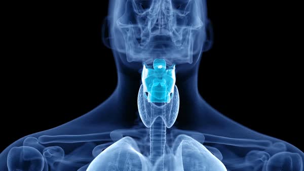 Human head rotating against a black background showing the larynx ...
