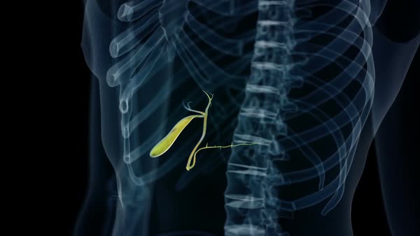 Human body rotating against a black background showing the gall bladder ...