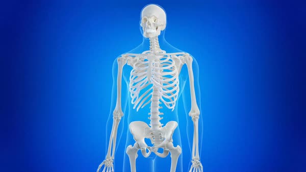 Human skeleton against a blue background, zooming in to show the atlas ...
