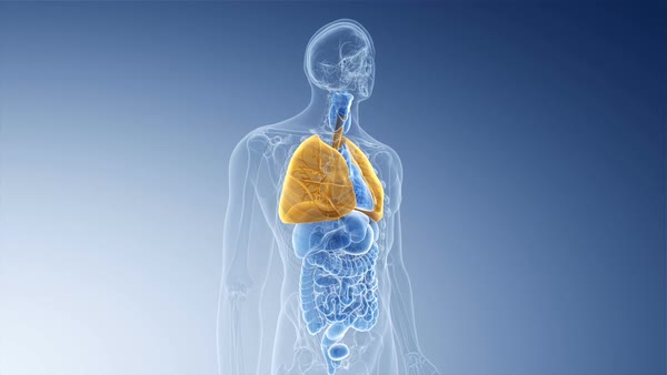 Human body against a blue background, zooming in to show the lungs and ...
