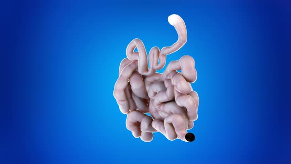 Human small intestine rotating against a blue background, animation ...