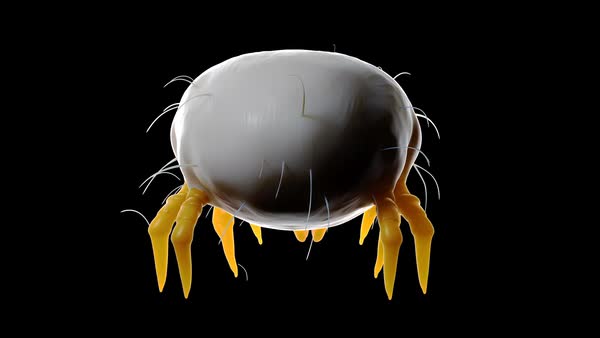 Dust mite rotating against a black background, animation. - Stock Video ...