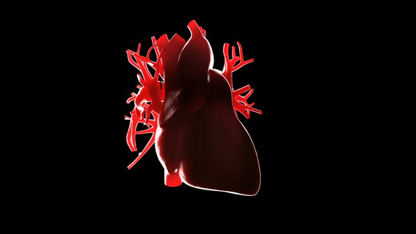 Human heart rotating against a black background, animation. - HD ...