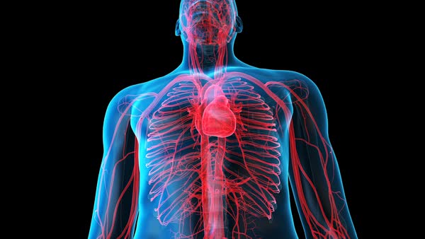 Human heart and cardiovascular system, animation. - Stock Video Footage ...