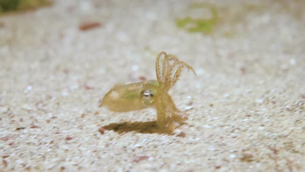 Little cuttlefish filmed underwater at night - Stock Video Footage ...