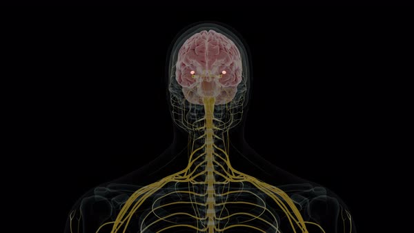 Human brain showing amygdala - 4K Royalty-free Stock Video Footage ...