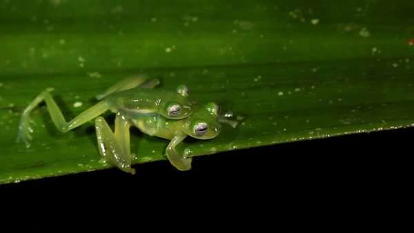 Mating glass frogs (family Centrolenidae) in the characteristic ...