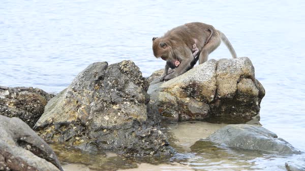 Female long-tailed macaque, also known as crab-eating macaque (Macaca ...