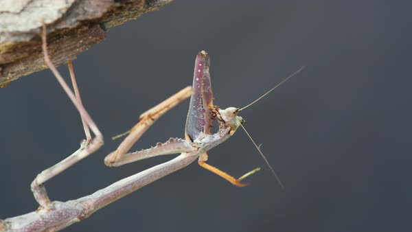 The clip shows a praying mantis cleaning itself whilst moulting. - 4K ...