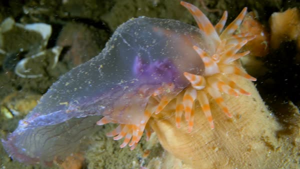 Stomphia sea anemone and prey. This Stomphia coccinea sea anemone is ...