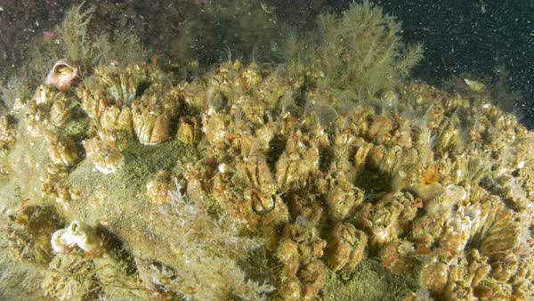 Acorn barnacles (Balanus balanus) feeding, using their branched ...