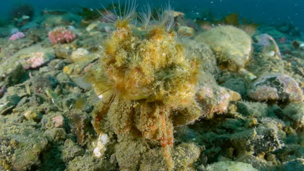 Acorn barnacles (Balanus balanus) feeding, using their branched ...
