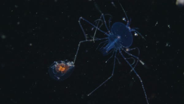 Phyllosoma lobster larval stage. The phyllosoma is the larval stage of ...