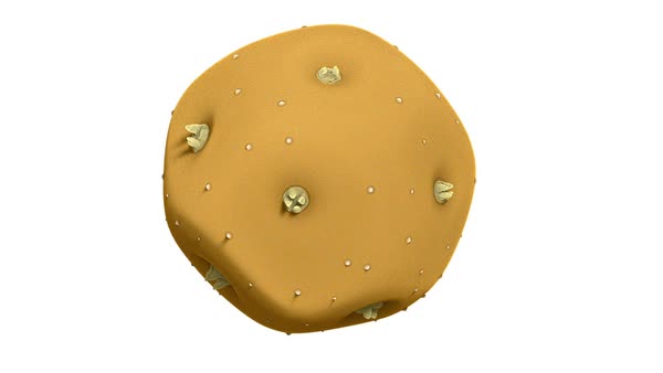 Pollen grain, animation - HD Rights-managed Stock Video Footage | Dissolve