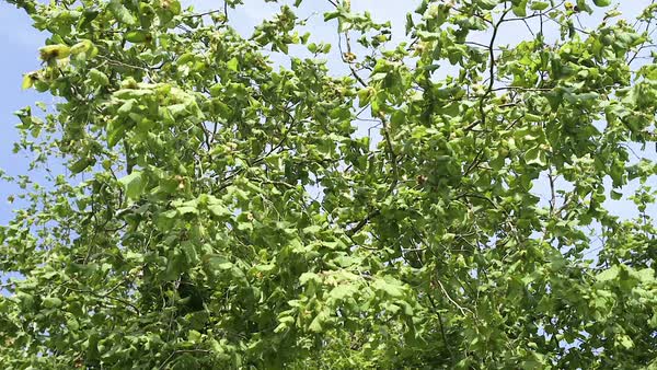Hazelnut tree moving in breeze - Stock Video Footage - Dissolve