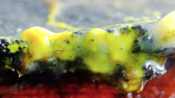 Slime mould feeding, timelapse - 4K Rights-managed Stock Video Footage ...