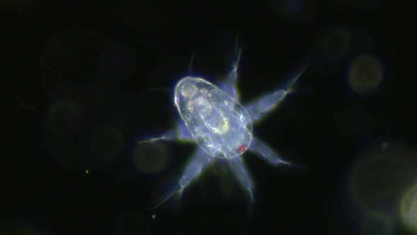 Microscope view of a nauplius (larva) of Cyclops sp., a freshwater ...