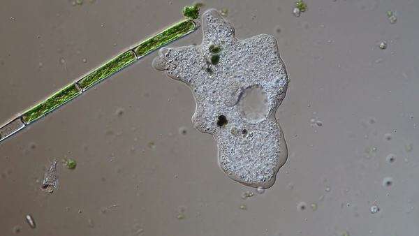 Amoeba proteus protozoan exhibiting cytoplasmic streaming. - Stock ...