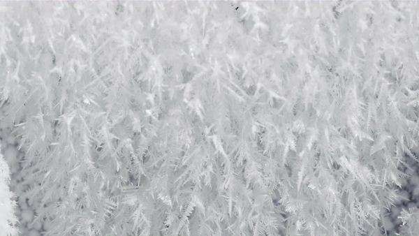 Ice crystal growth. Time-lapse microscope of dendritic ice crystals ...