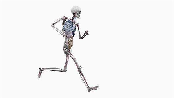 Computer animation of the male body running, showing internal organs ...