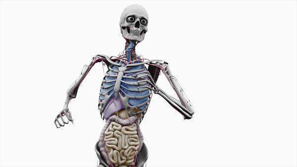 Computer animation of the male upper body running showing internal ...