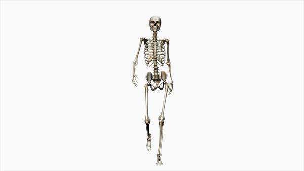 Computer animation of the female skeletal system walking on a white ...