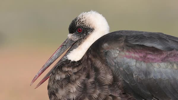 Woolly-necked stork yawning - Stock Video Footage - Dissolve