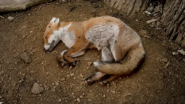 Dead fox decomposing over six months - 4K Rights-managed Stock Video ...