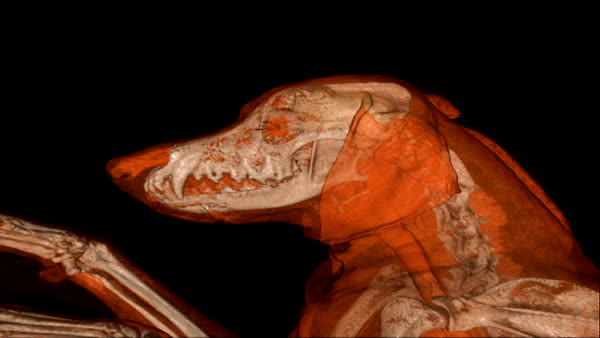 Dog anatomy, 3D MRI scan - Stock Video Footage - Dissolve
