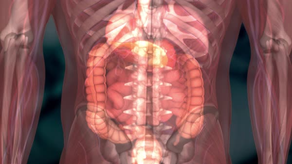 Human digestive system, animation - 4K Rights-managed Stock Video ...