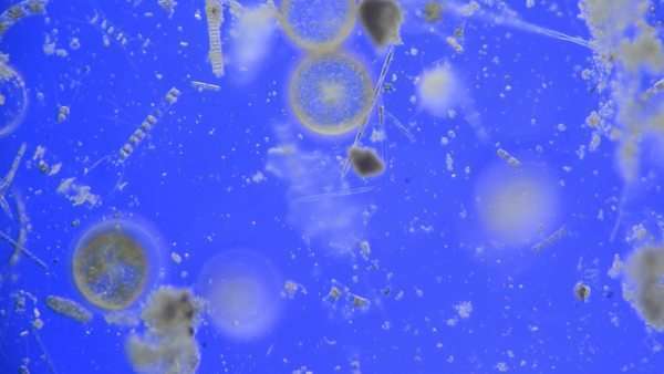 Microscopic footage of phytoplankton and zooplankton in water. This ...