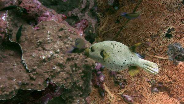 Blackspotted puffer fish (Arothron nigropunctatus). This puffer ...