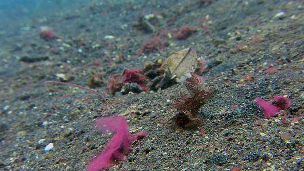 Ambon scorpionfish (Pteroidichthys amboinensis). Here the camouflaged ...