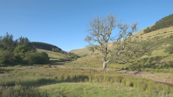 Ash tree suffering from ash dieback disease, Wales - Stock Video ...